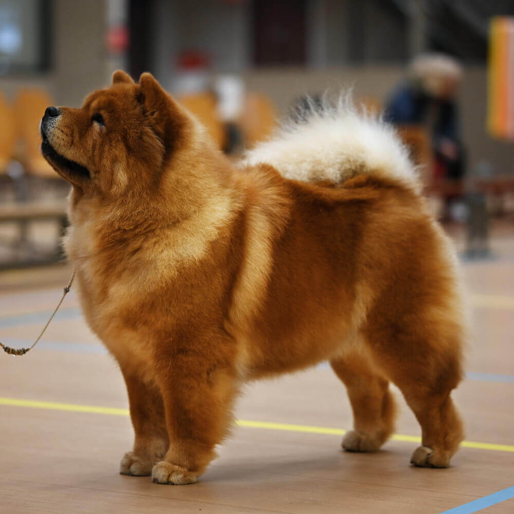 7. Årets Chow tæve 2023 Bao-Fangs Hong-Se Yue-Liang – Dansk Chow Chow Klub